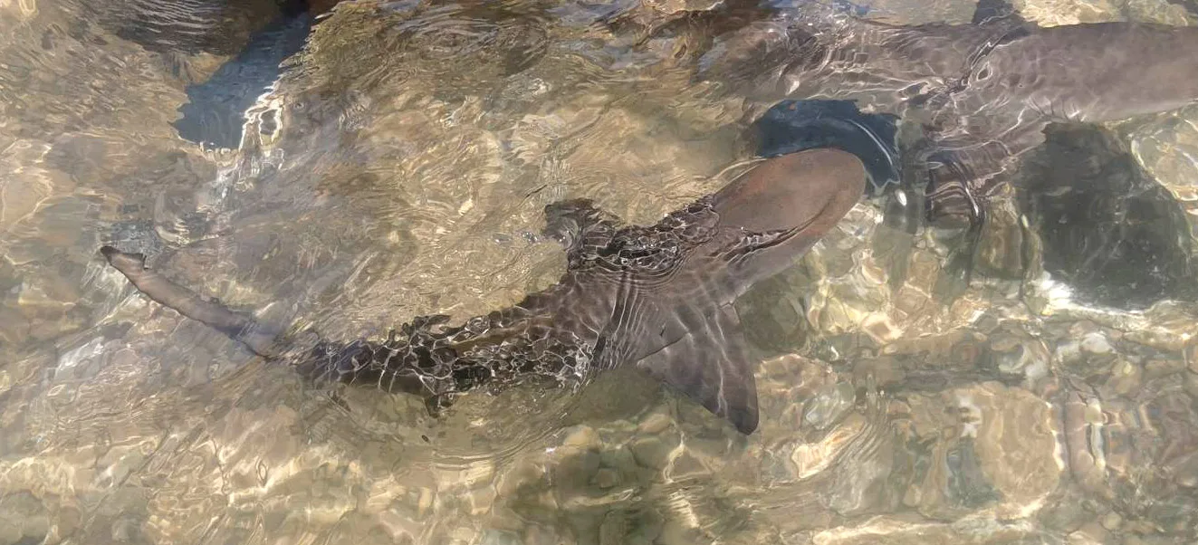 Shark Bay: Shallow Coastline Full of Baby Lemon Sharks
