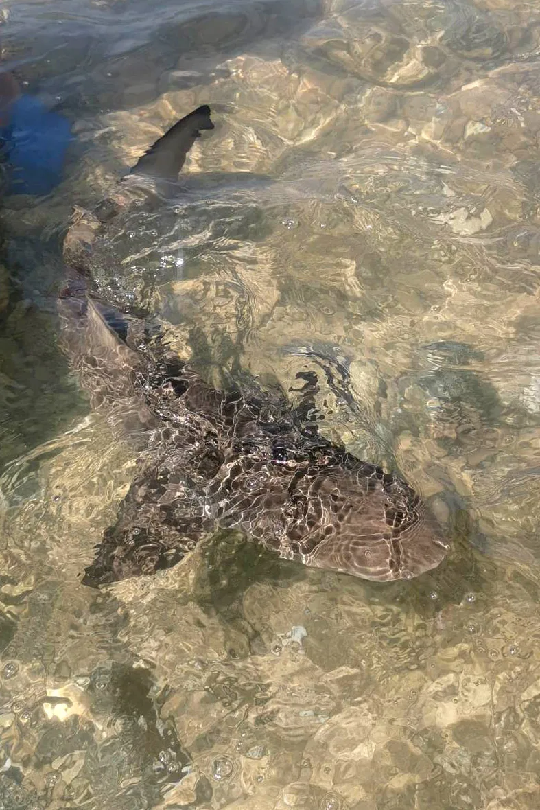 Shark Bay: Shallow Coastline Full of Baby Lemon Sharks