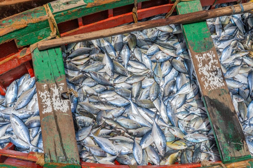 Palmeira: Fishing Village and Sal's Most Important Port